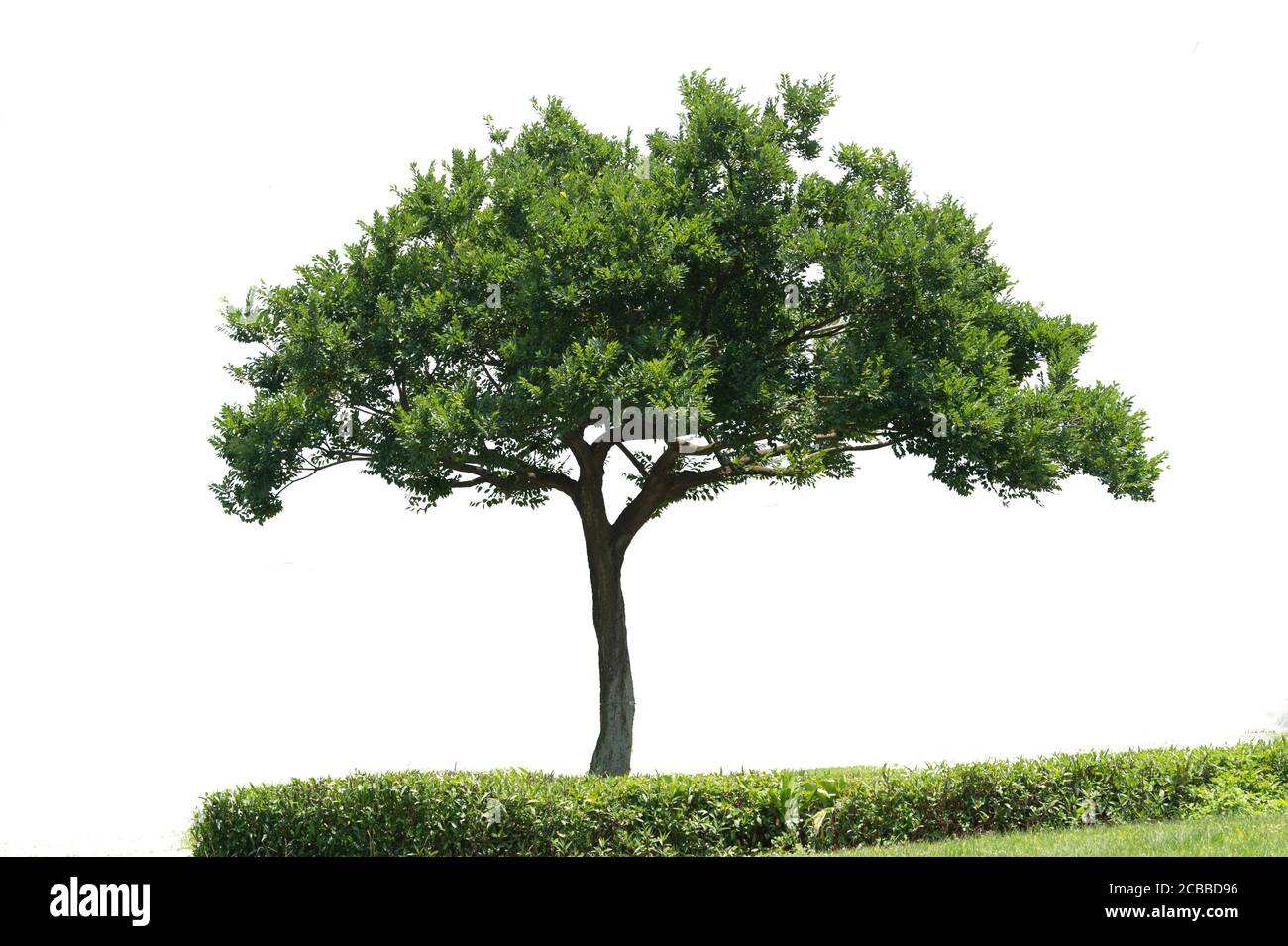 The definition of a tree hi-res stock photography and images - Alamy