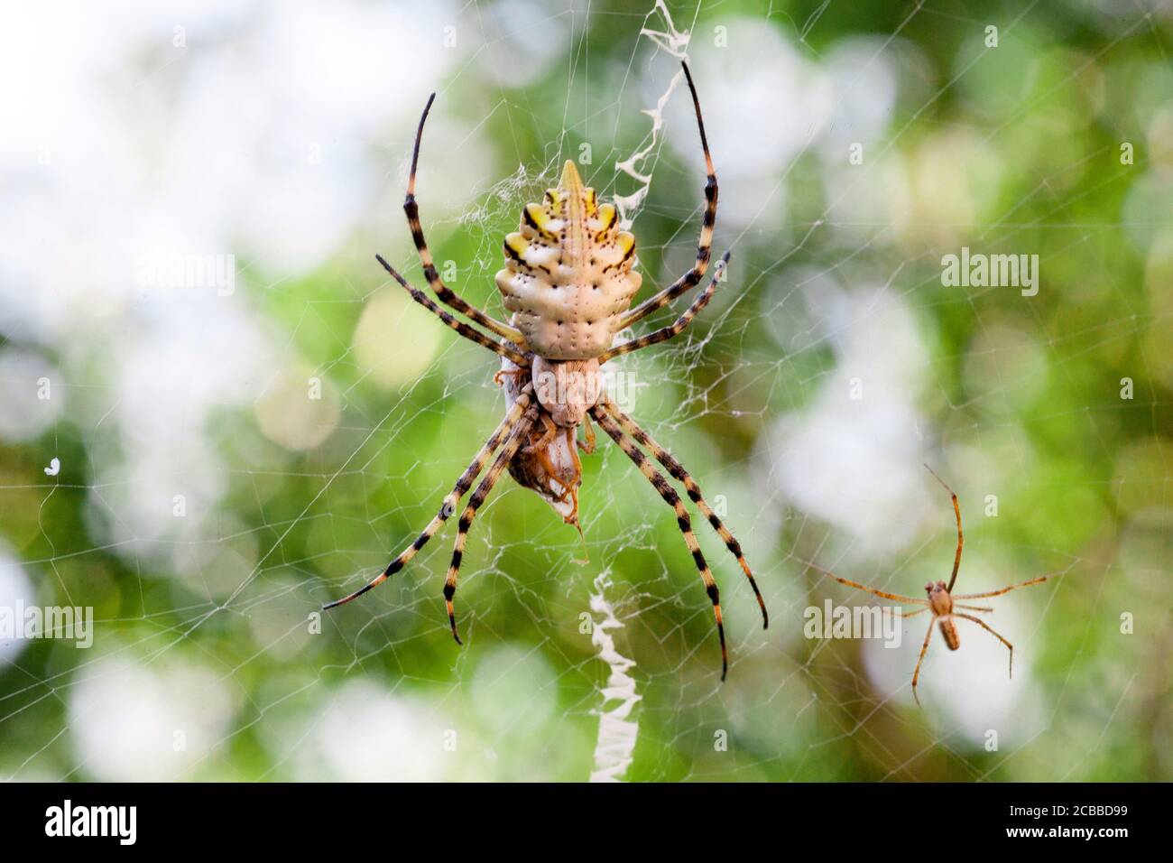agriopa is a lobulated poisonous wasp spider of a terrible species ...