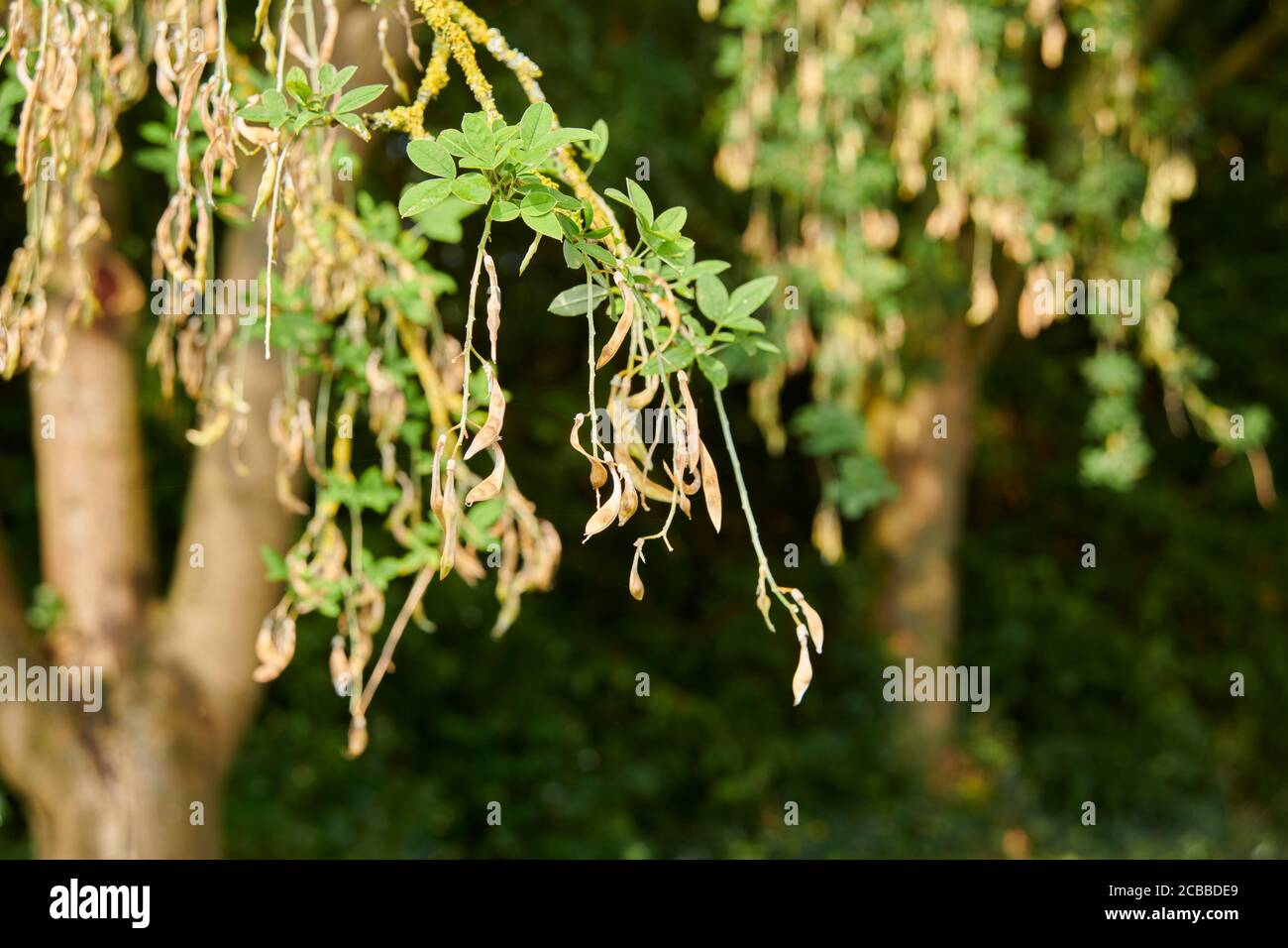 Indian tree seed pods hi-res stock photography and images - Alamy