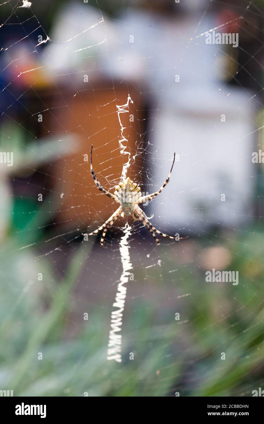 agriopa is a lobulated poisonous wasp spider of a terrible species ...