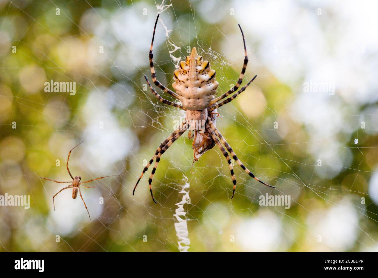 agriopa is a lobulated poisonous wasp spider of a terrible species ...