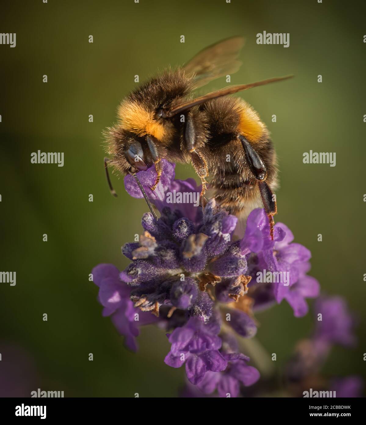 Bumblebee Profile High Resolution Stock Photography and Images - Alamy