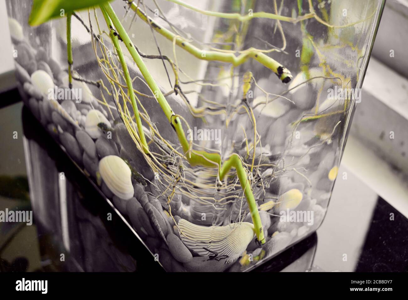 Money plant floating roots in the glass jar. Swimming in the still ...