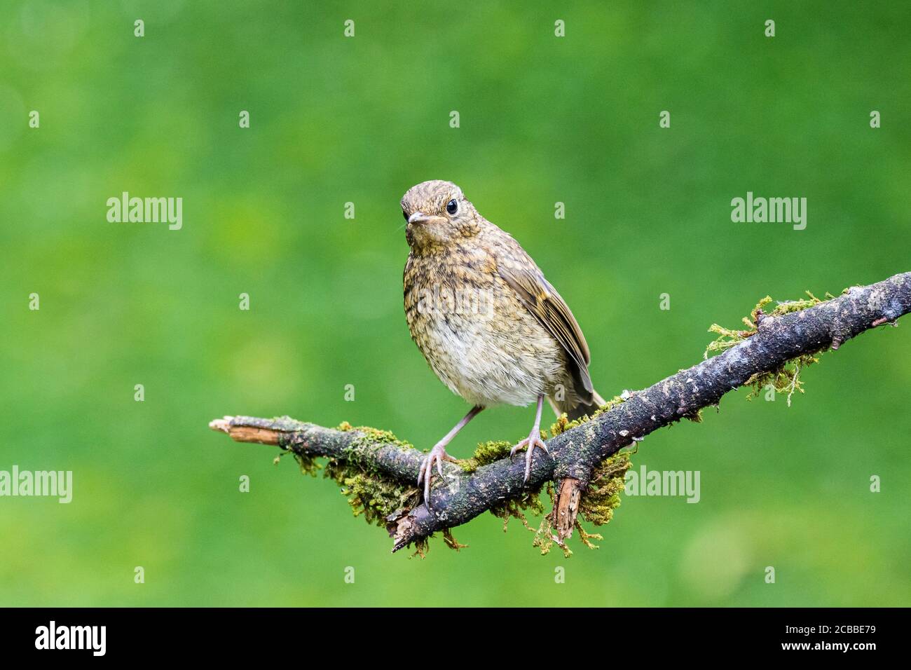Young robin in mid Wales summer sunshine Stock Photo - Alamy