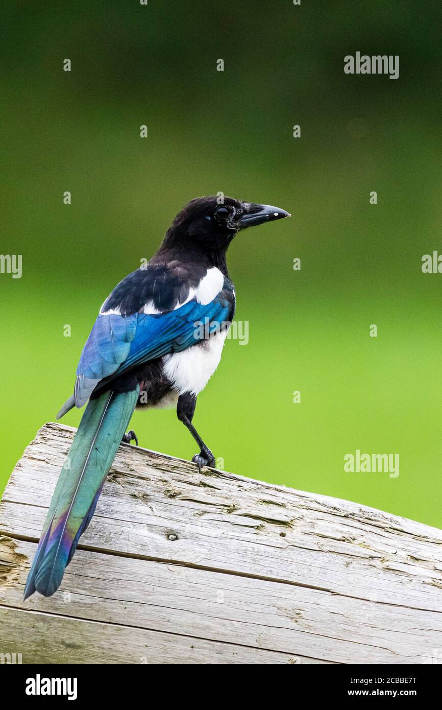 One magpie hi-res stock photography and images - Alamy