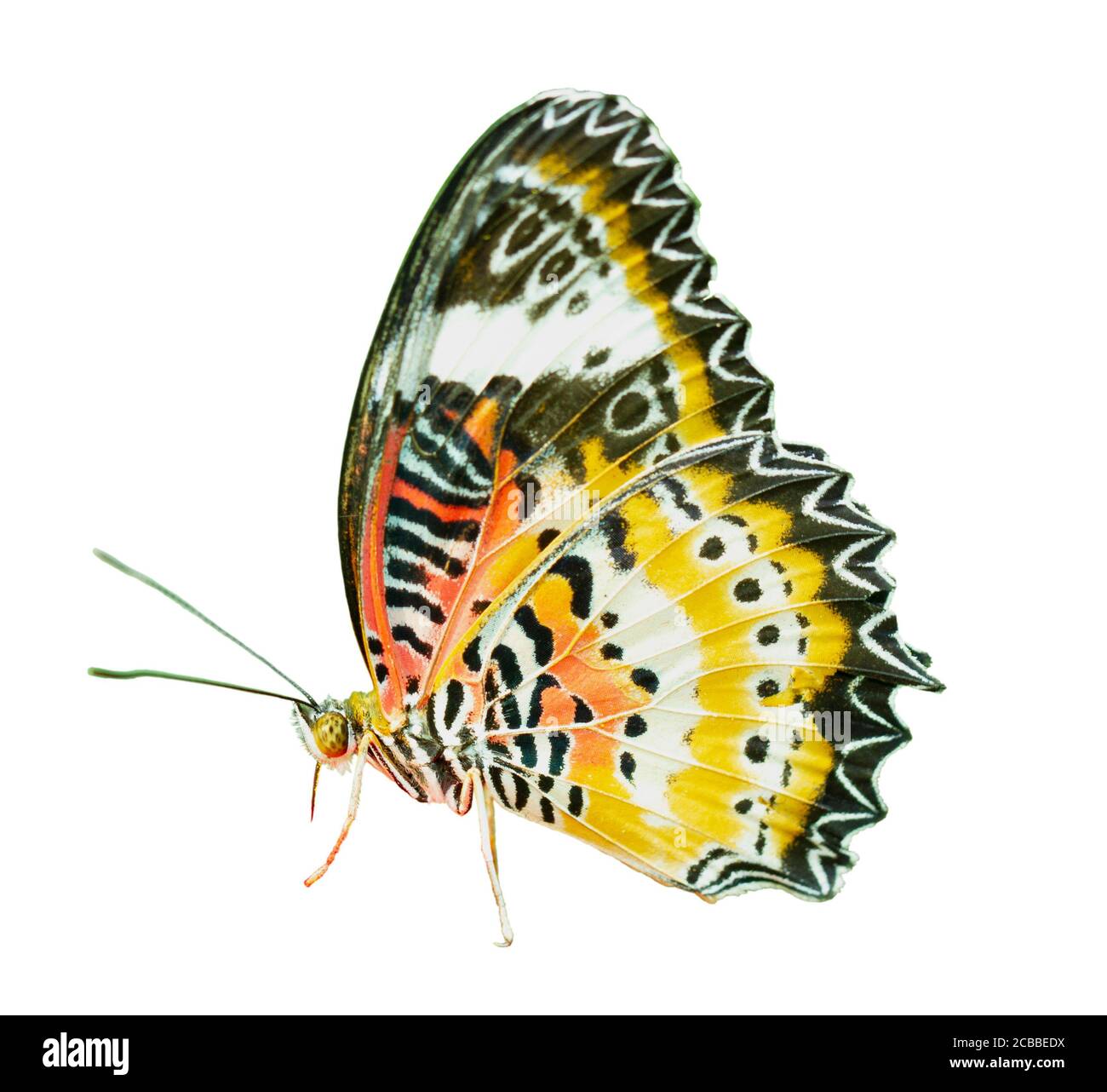 Leopard lacewing butterfly hi-res stock photography and images - Alamy