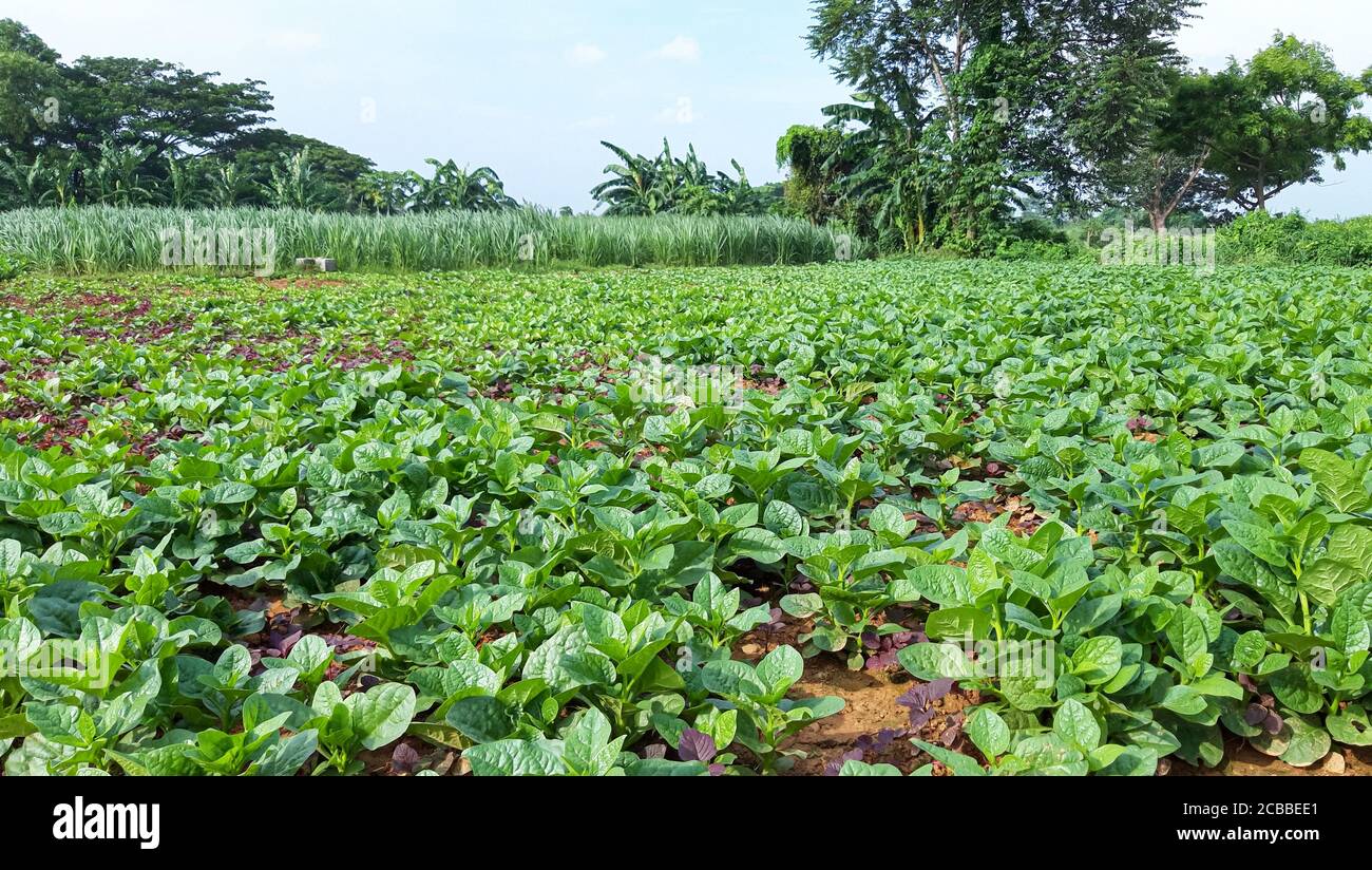 Ceylon spinach basella alba hi-res stock photography and images - Alamy