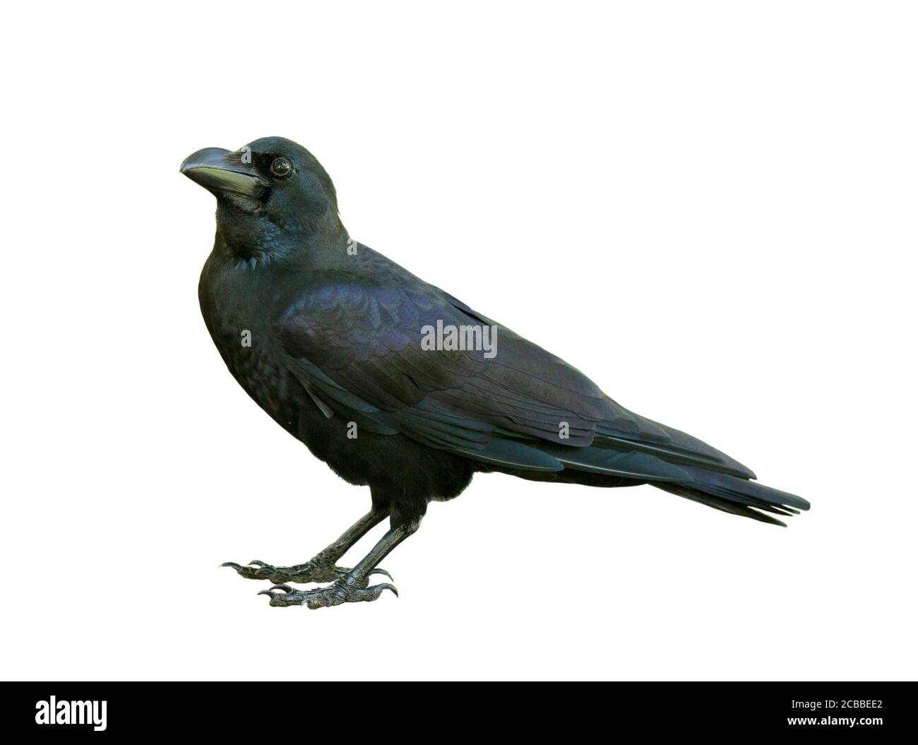 Crows standing Cut Out Stock Images & Pictures - Alamy