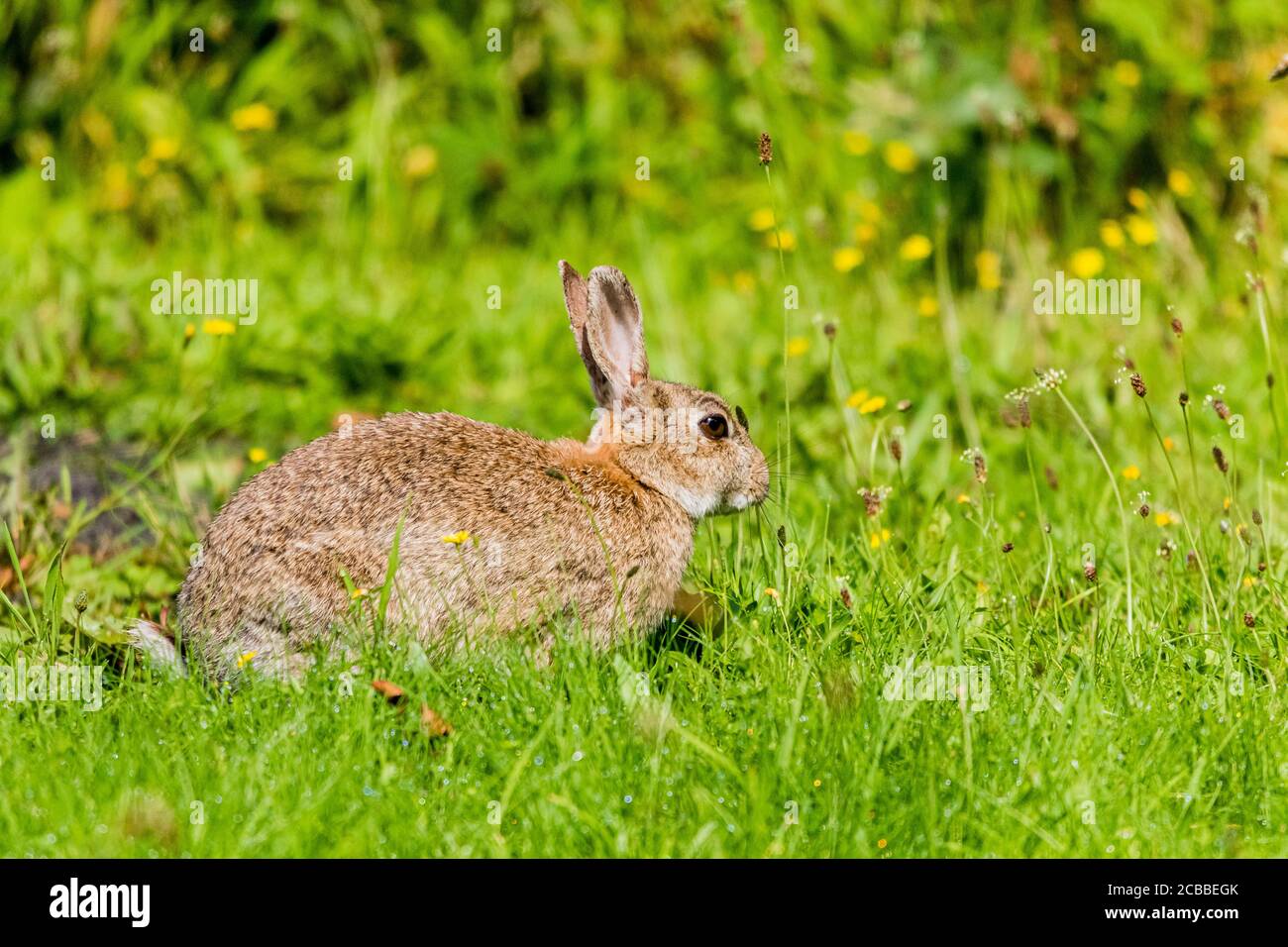 Welsh rabbit hi-res stock photography and images - Alamy