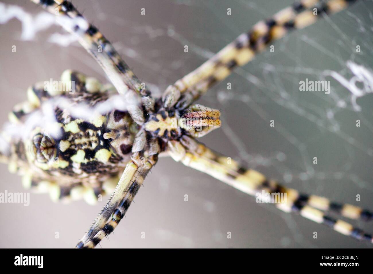agriopa is a lobulated poisonous wasp spider of a terrible species ...