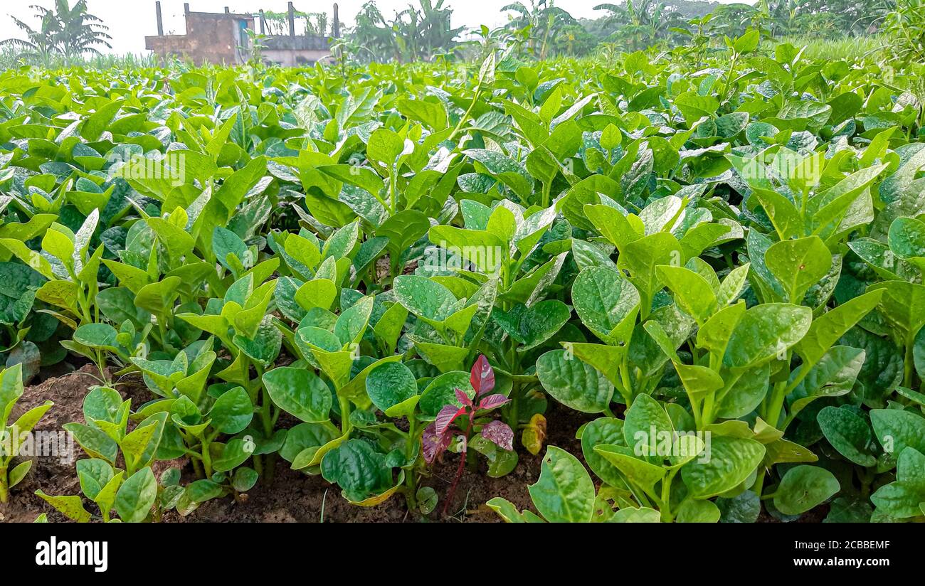 Basella alba is vegetable . It is very Healthy food Stock Photo - Alamy
