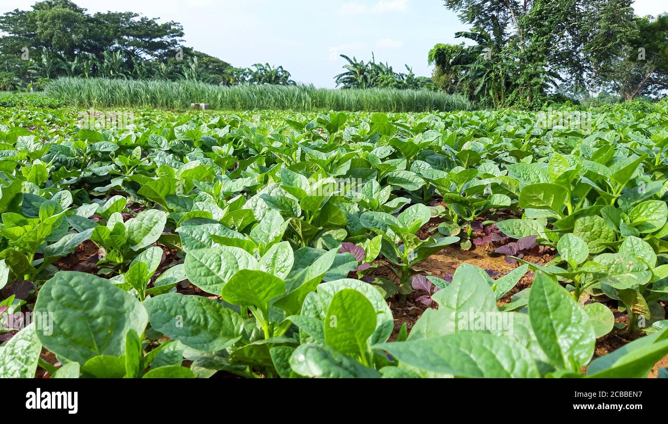 Basella alba is vegetable . It is very Healthy food Stock Photo - Alamy