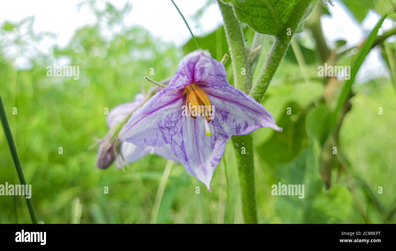 Violet Brinjal Flower . Eggplant Flower with green Background . Closeup ...