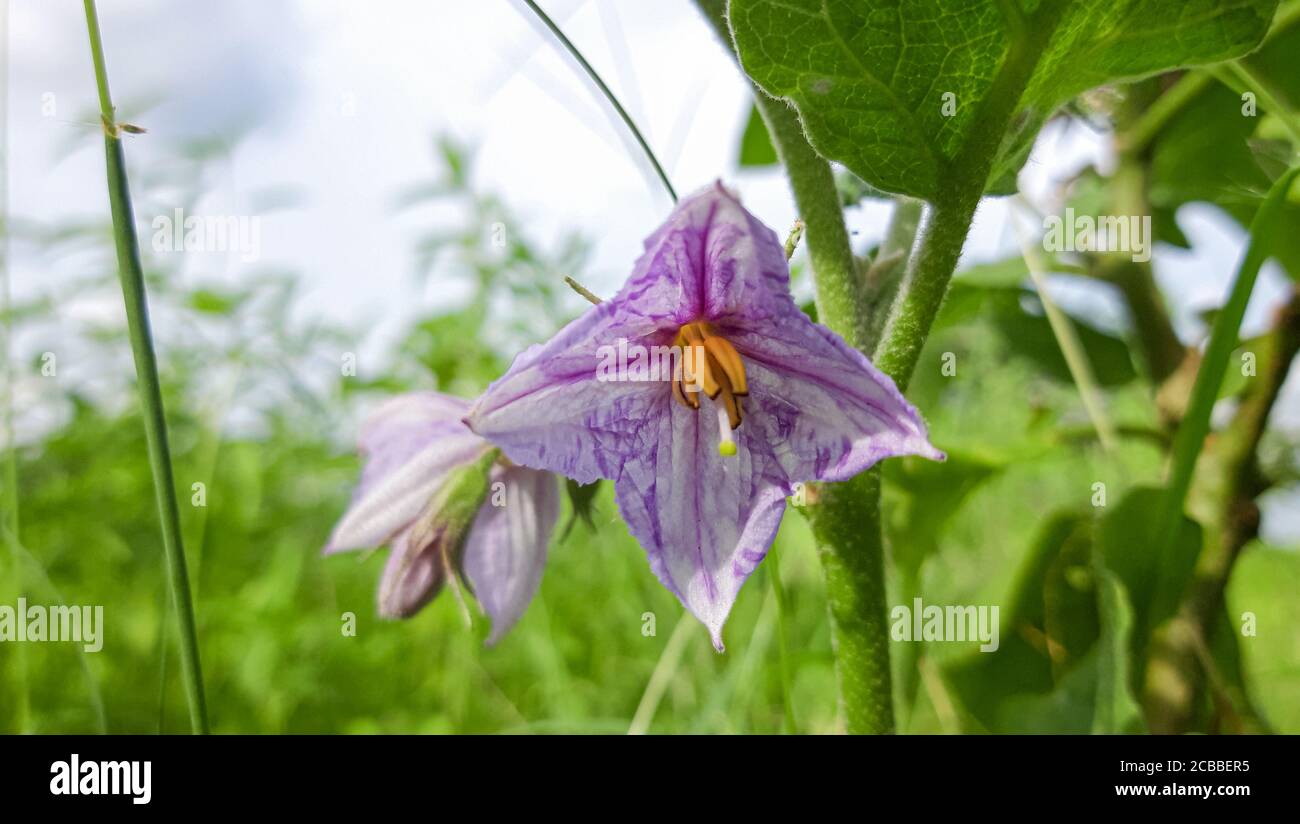 Violet Brinjal Flower . Eggplant Flower with green Background . Closeup ...