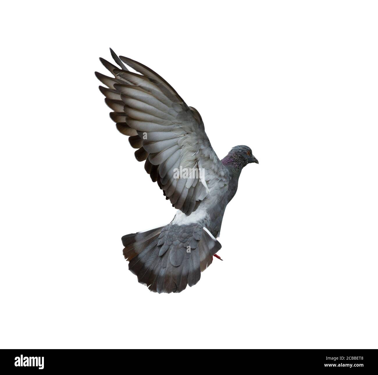 White Pigeon Gif