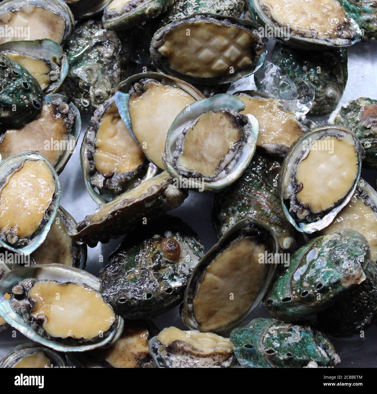 Abalones on ice at an Asian seafood market Stock Photo - Alamy