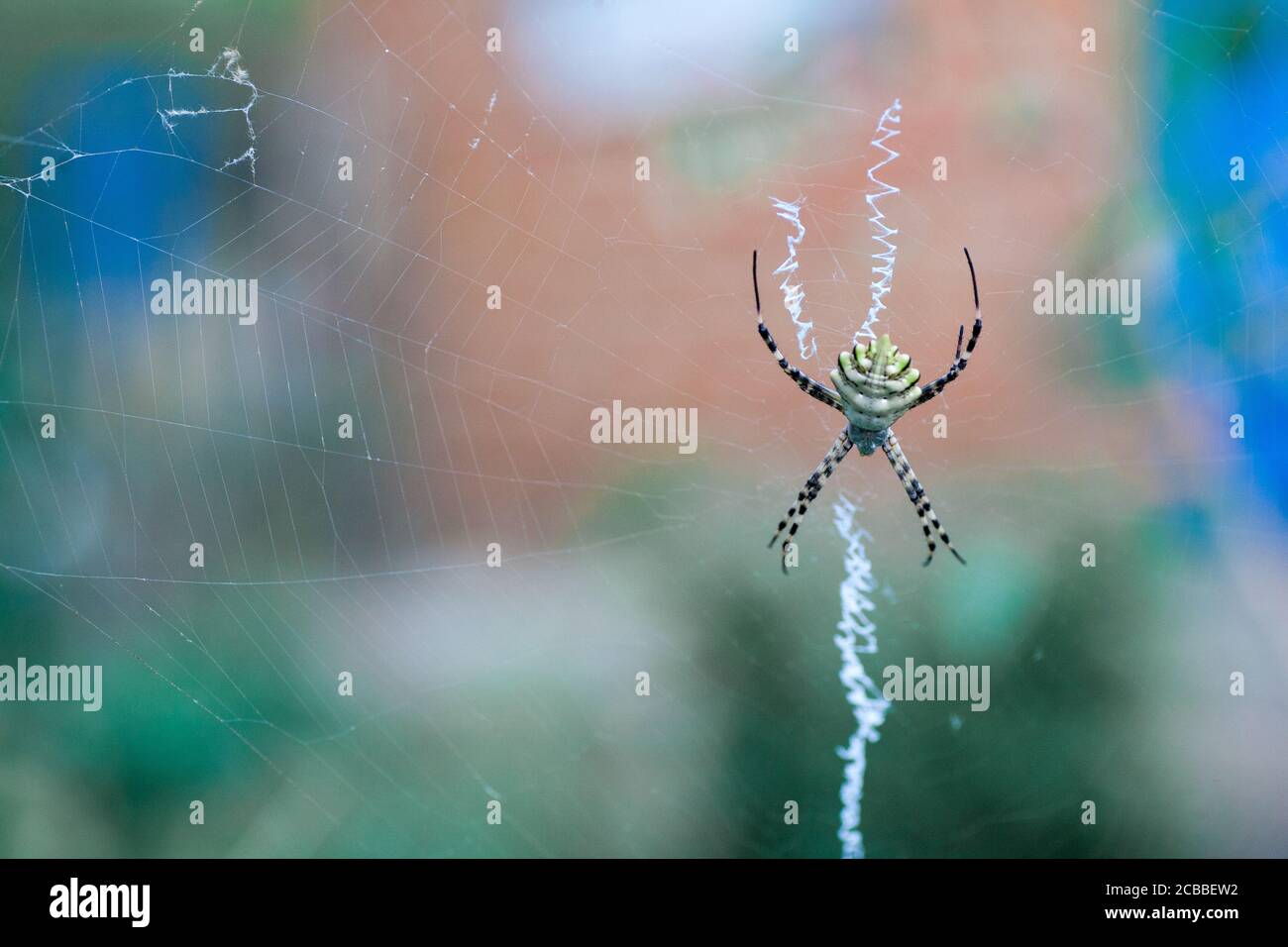 agriopa is a lobulated poisonous wasp spider of a terrible species ...