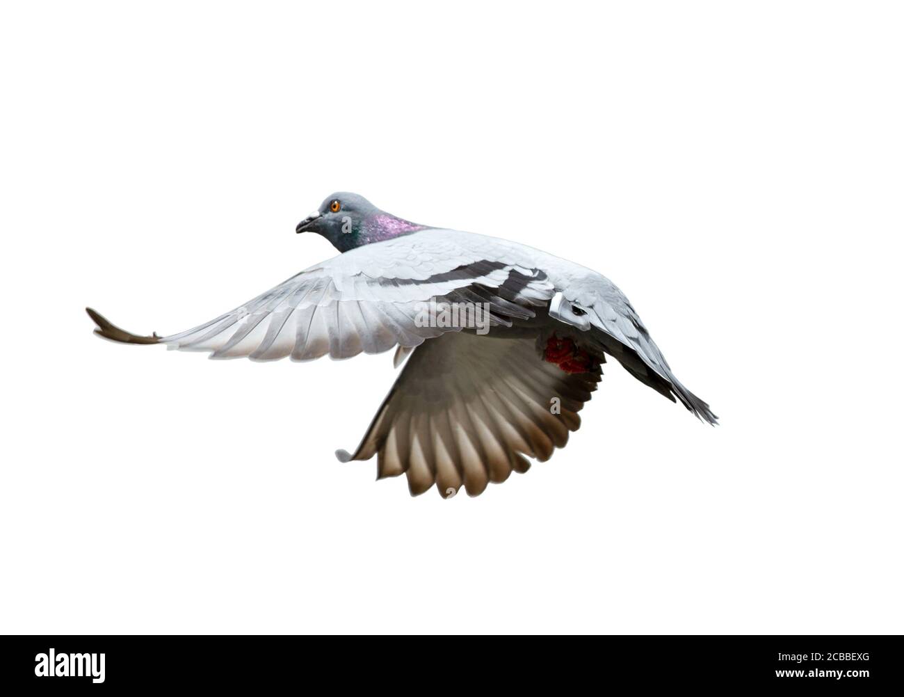 Pigeon flying isolated on white background Stock Photo - Alamy