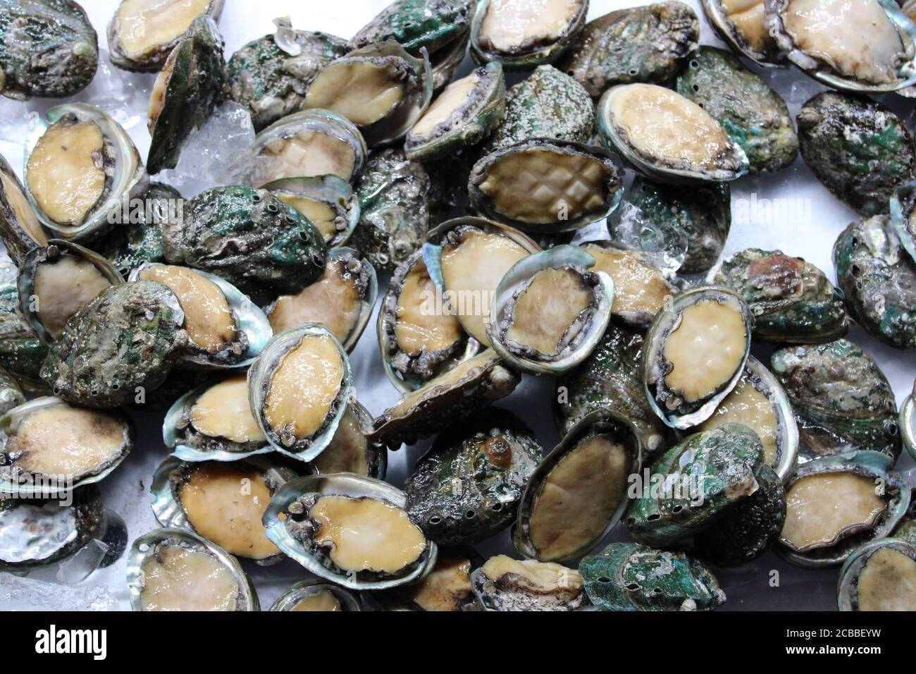 Live abalones hi-res stock photography and images - Alamy