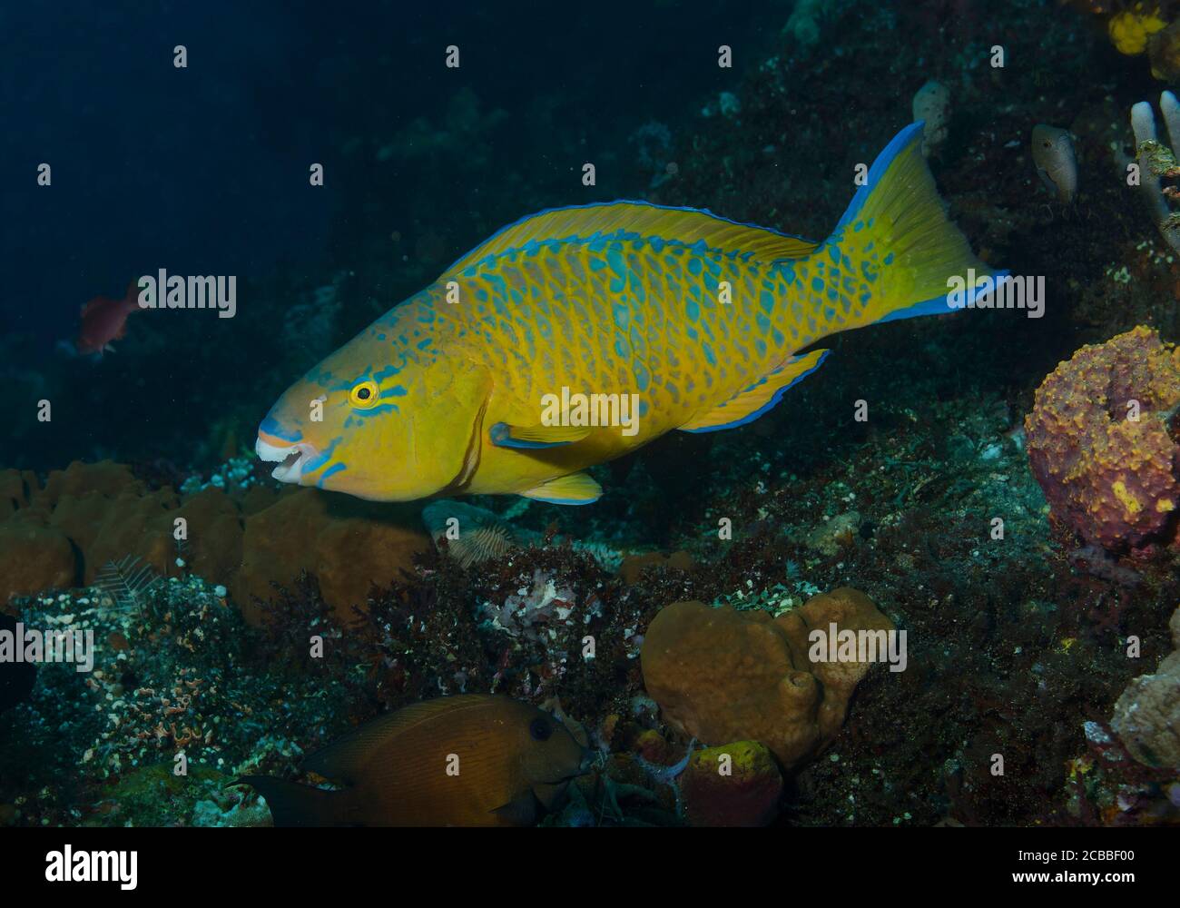 Bluechin parrotfish hi-res stock photography and images - Alamy