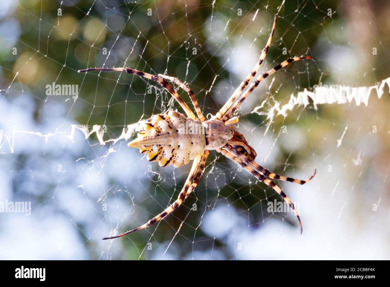 agriopa is a lobulated poisonous wasp spider of a terrible species ...