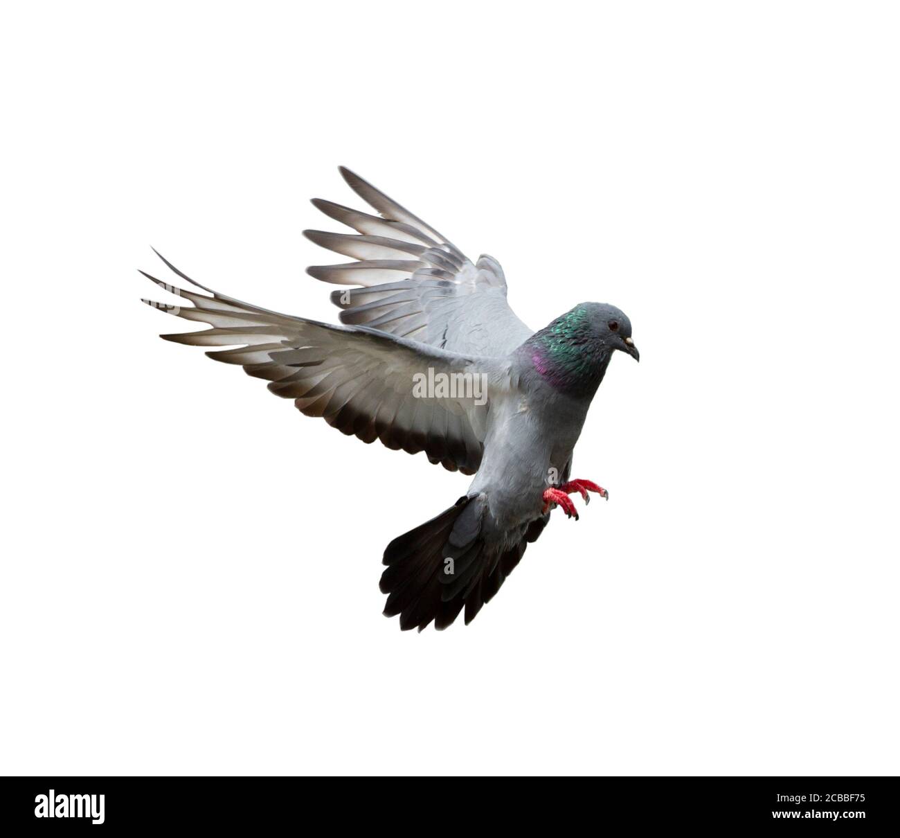 Pigeon flying isolated on white background Stock Photo - Alamy