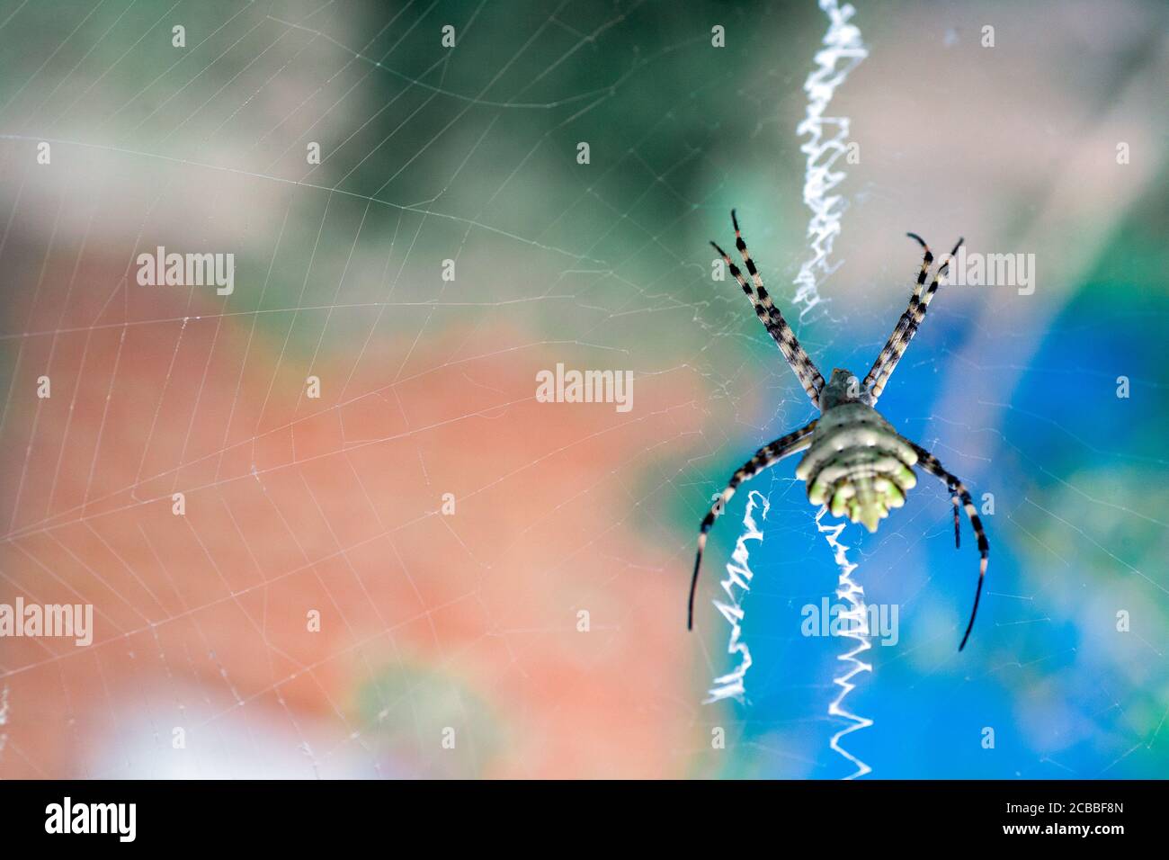 agriopa is a lobulated poisonous wasp spider of a terrible species ...