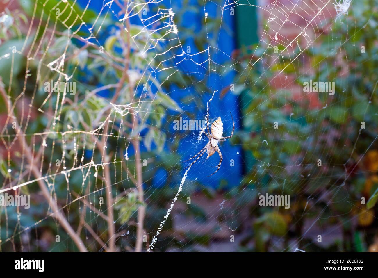 agriopa is a lobulated poisonous wasp spider of a terrible species ...