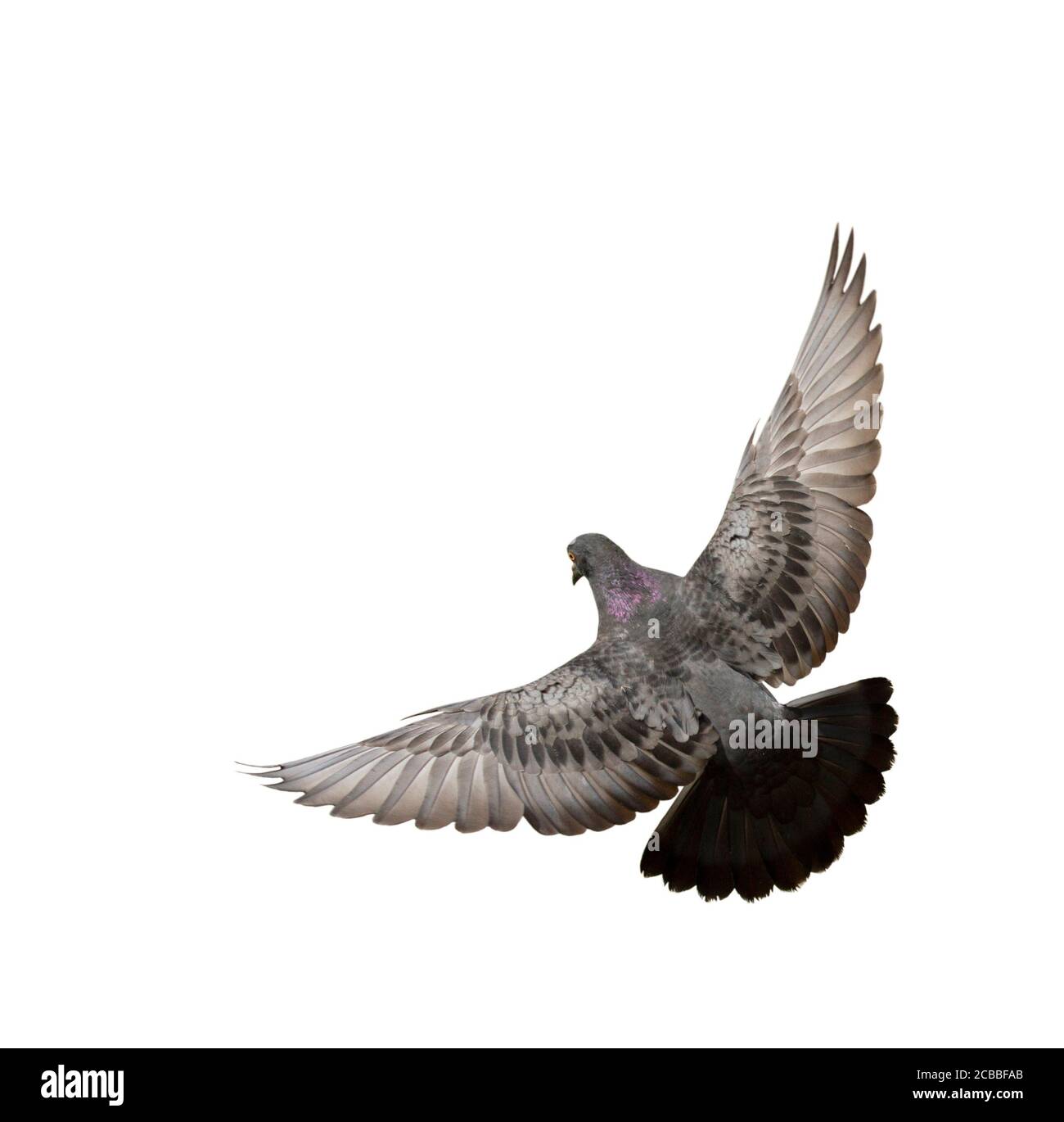 Pigeon flying isolated on white background Stock Photo - Alamy