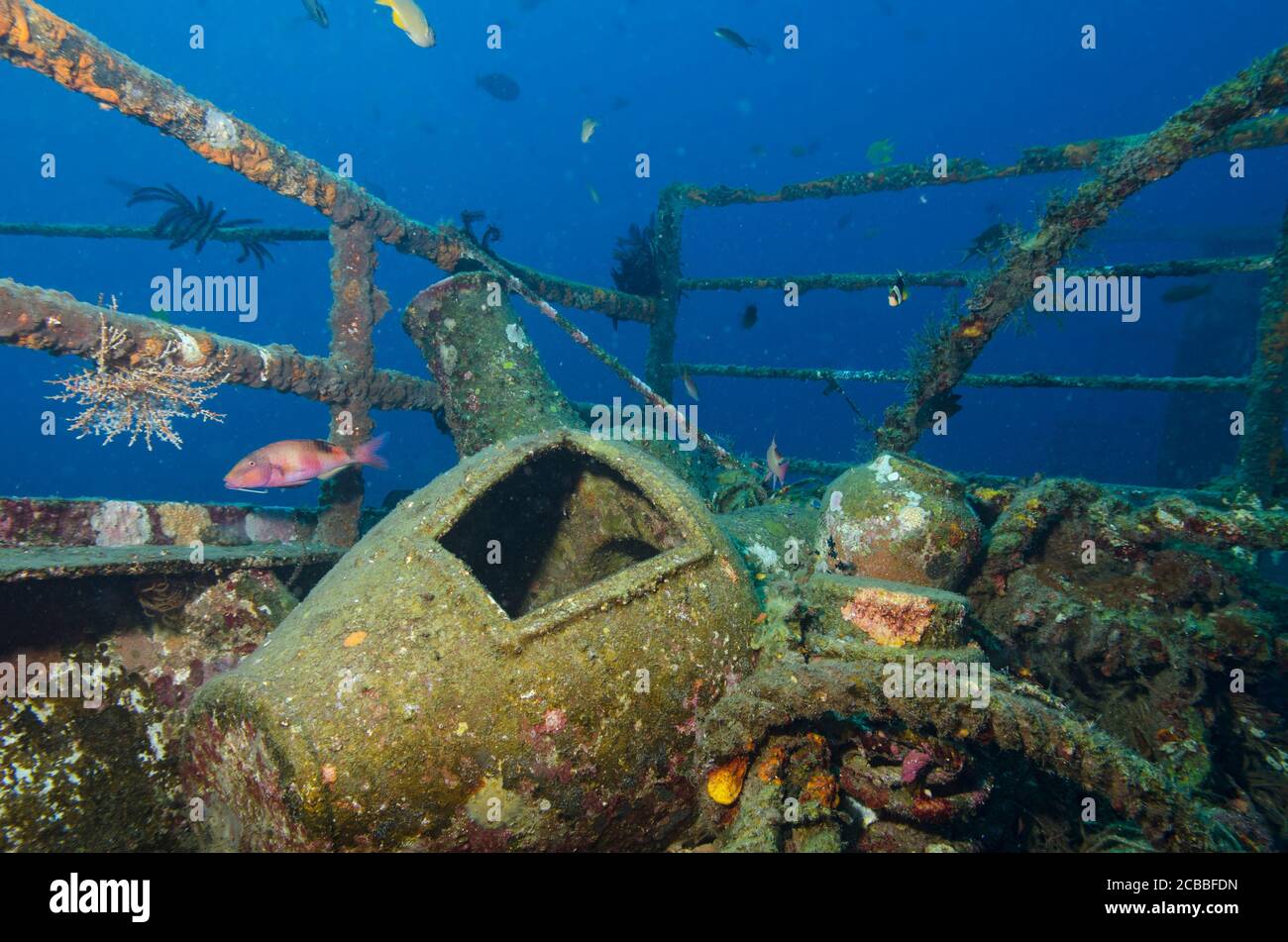 Boga fish hi-res stock photography and images - Alamy