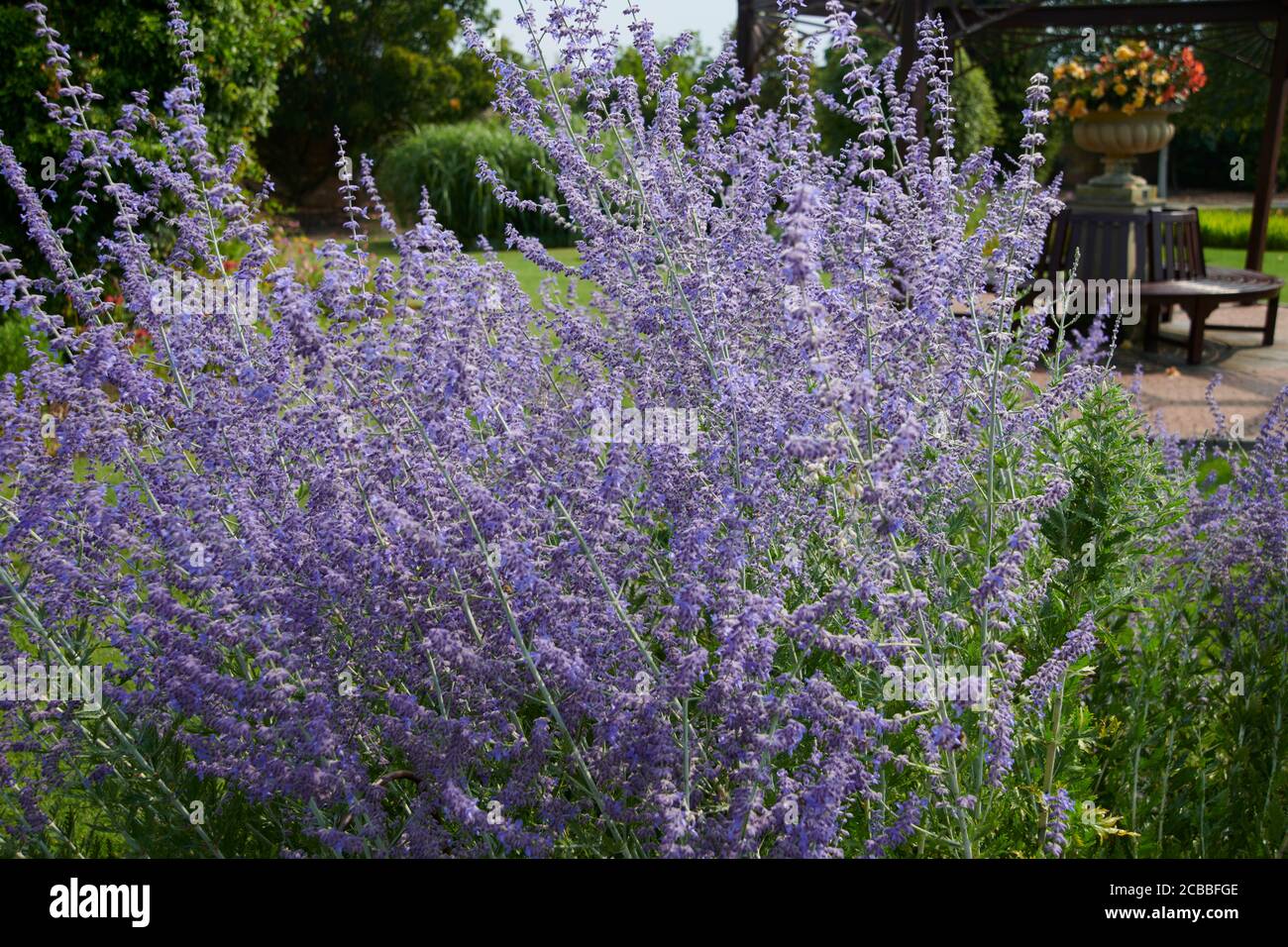A large clump of Catnip (Nepeta cataria) Growing in a garden border in ...