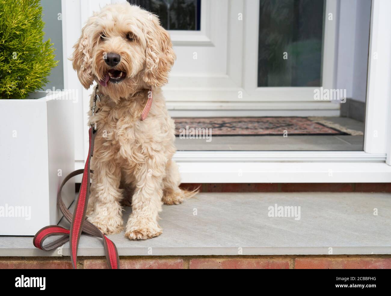 Cockapoo dog sitting in door porch waiting to be taken for walk Stock ...