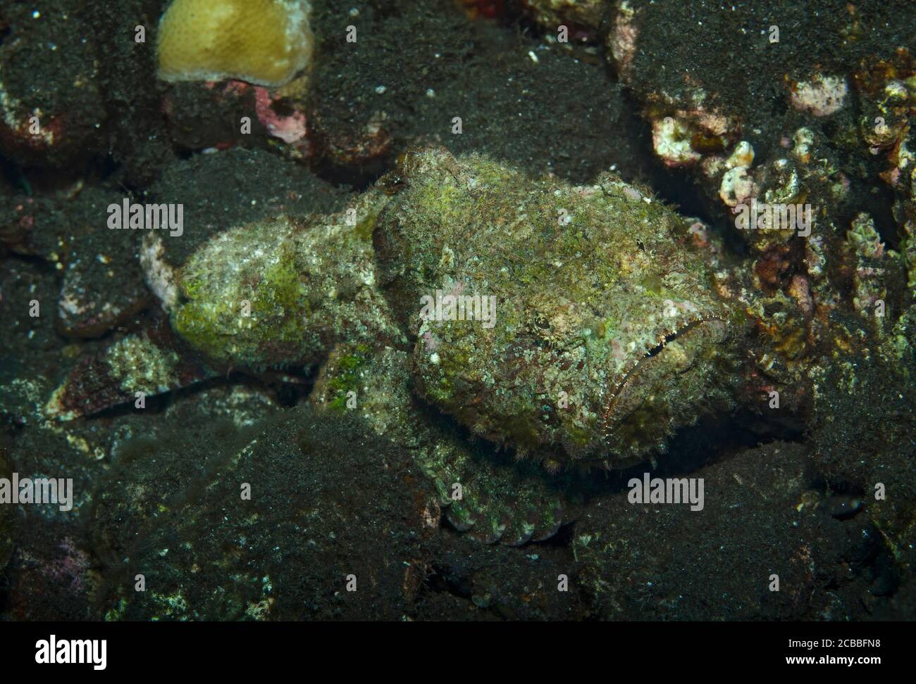 Synanceia verrucosa reef stone fish tulamben hi-res stock photography ...