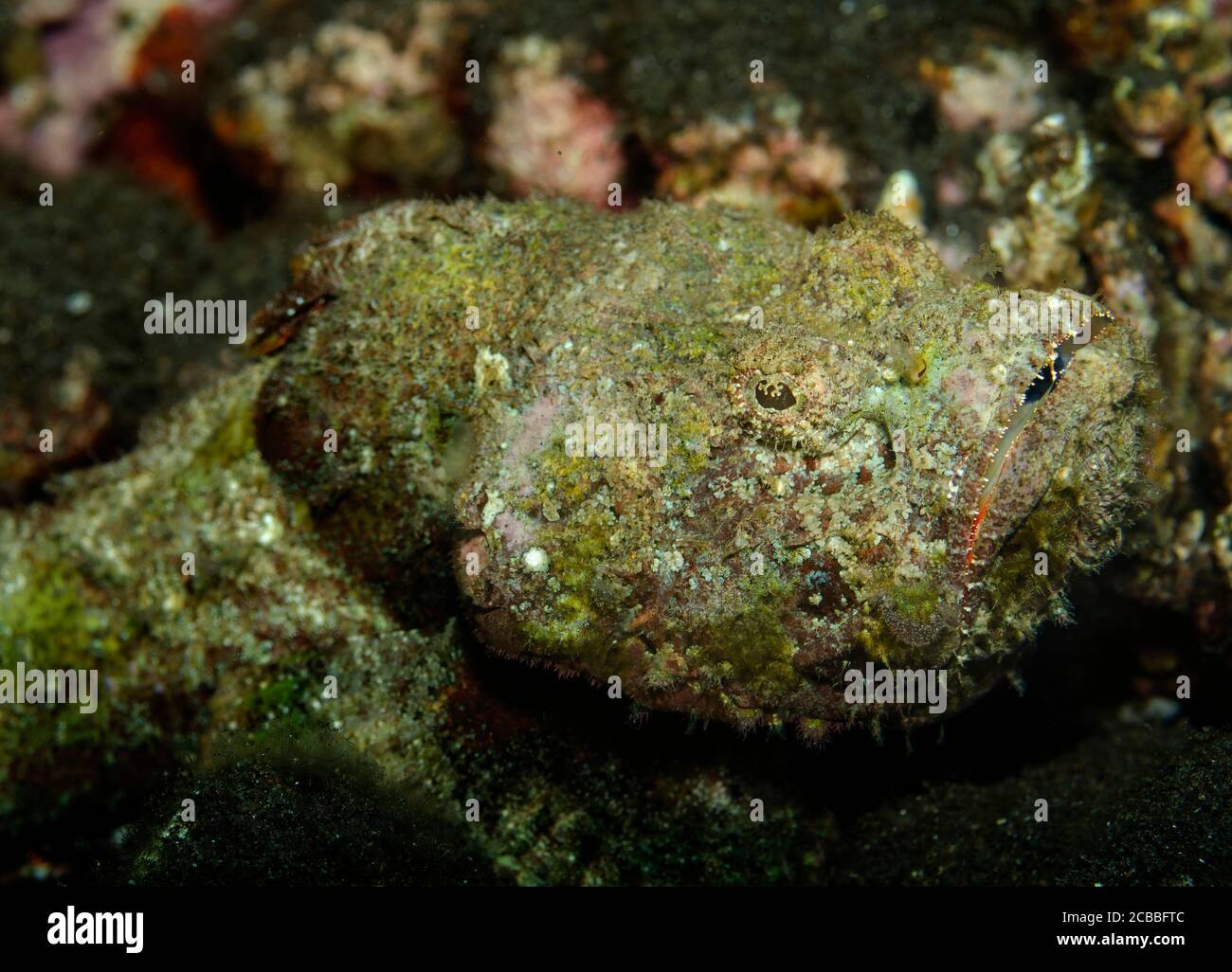 Synanceia verrucosa reef stone fish tulamben hi-res stock photography ...