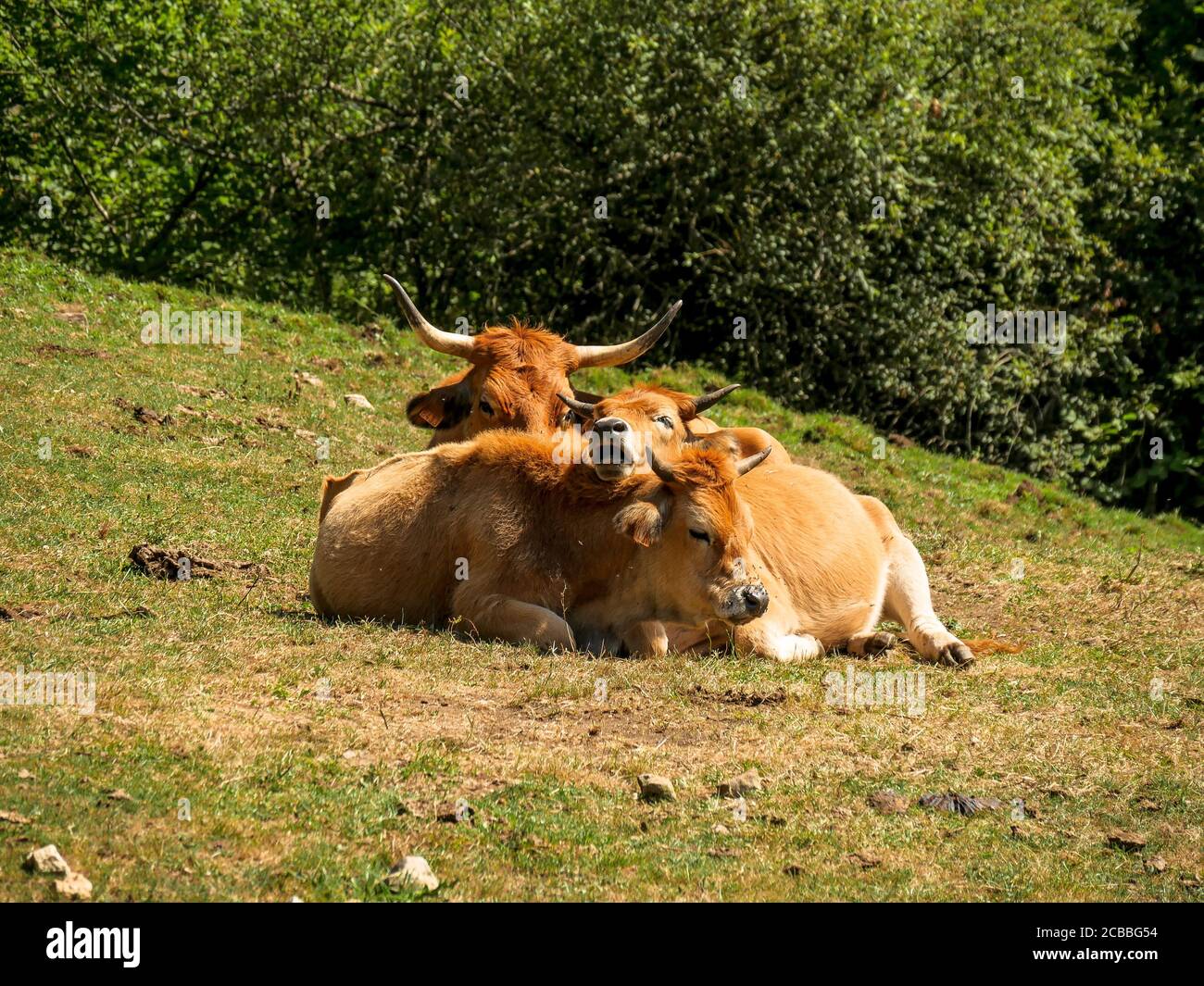 Funny photo of some cows napping. -Picos de Europa (Asturias/ Spain ...