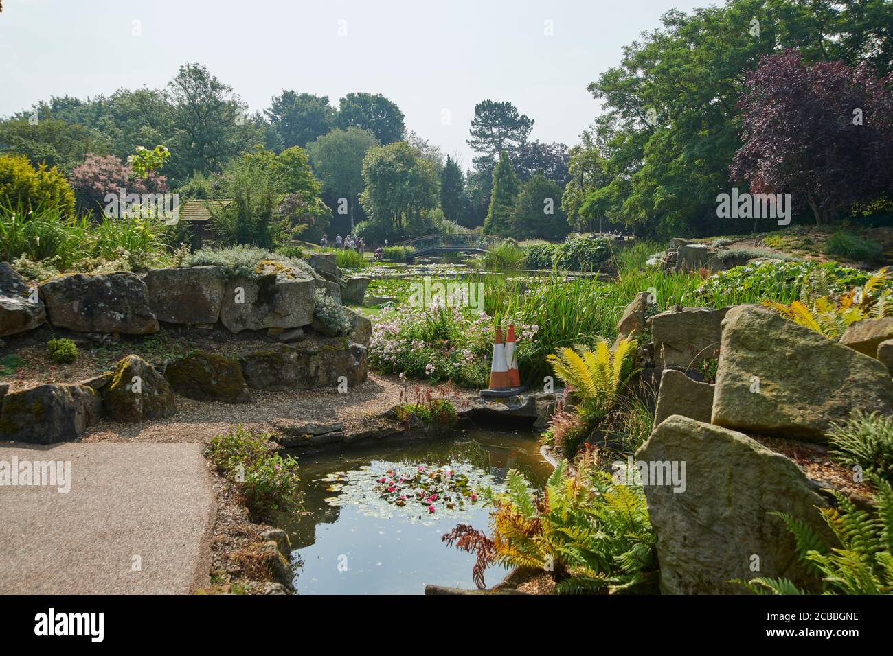 English Rock Garden Plant High Resolution Stock Photography and Images ...