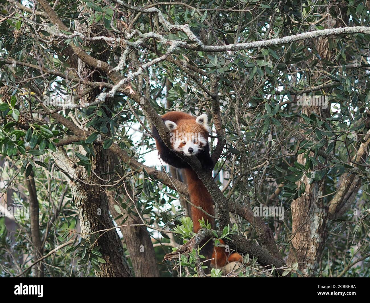 Cute red panda on a tree branch Stock Photo - Alamy