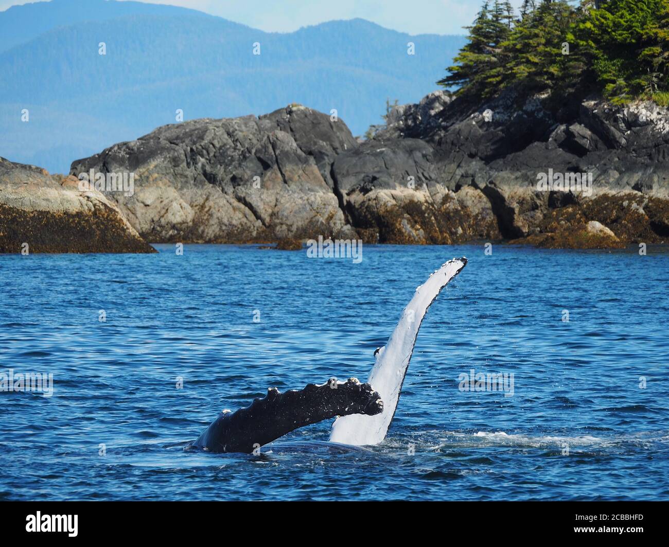 Humpback whale flippers hi-res stock photography and images - Alamy