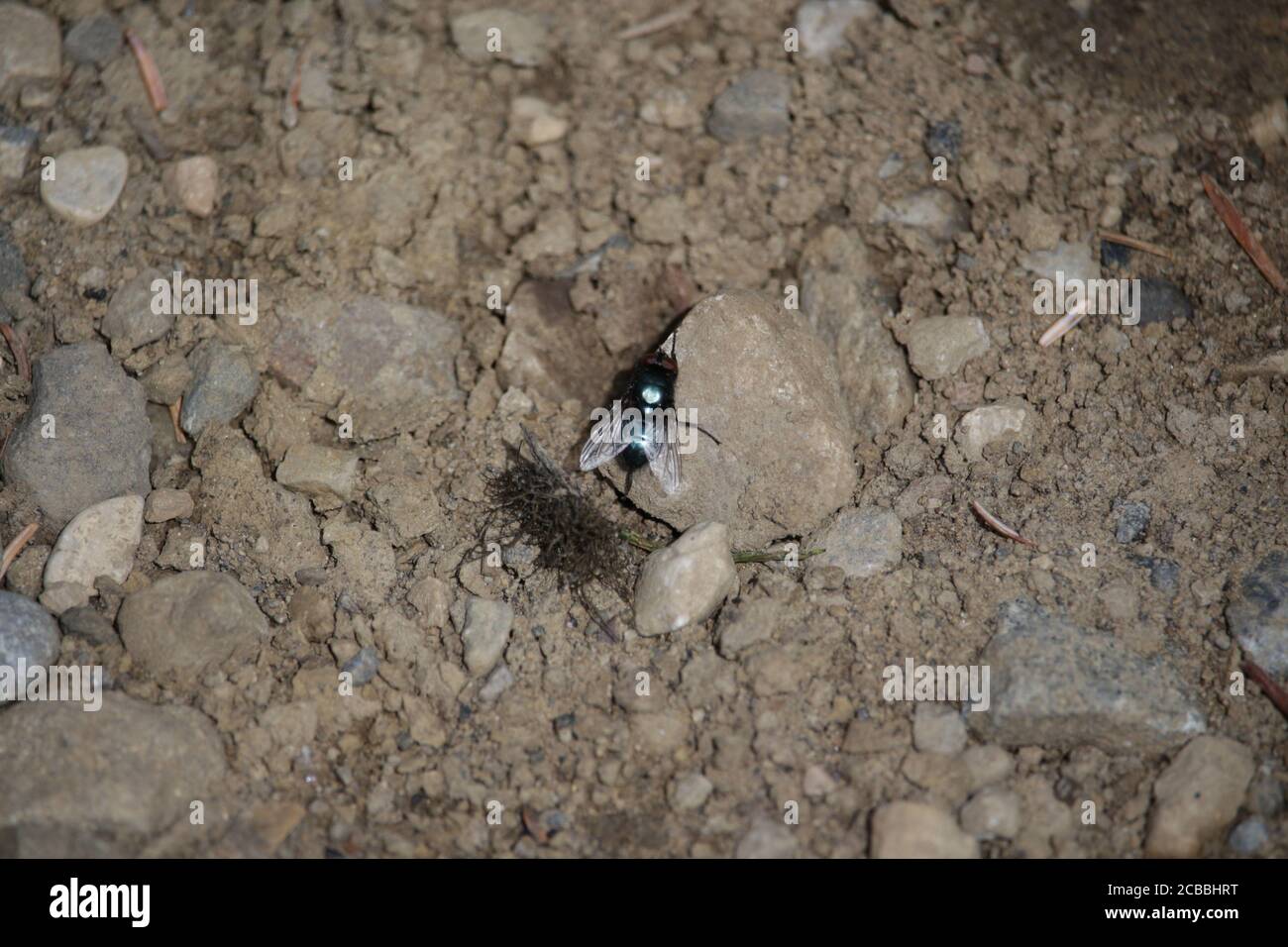 Fly on pebble closeup Stock Photo - Alamy