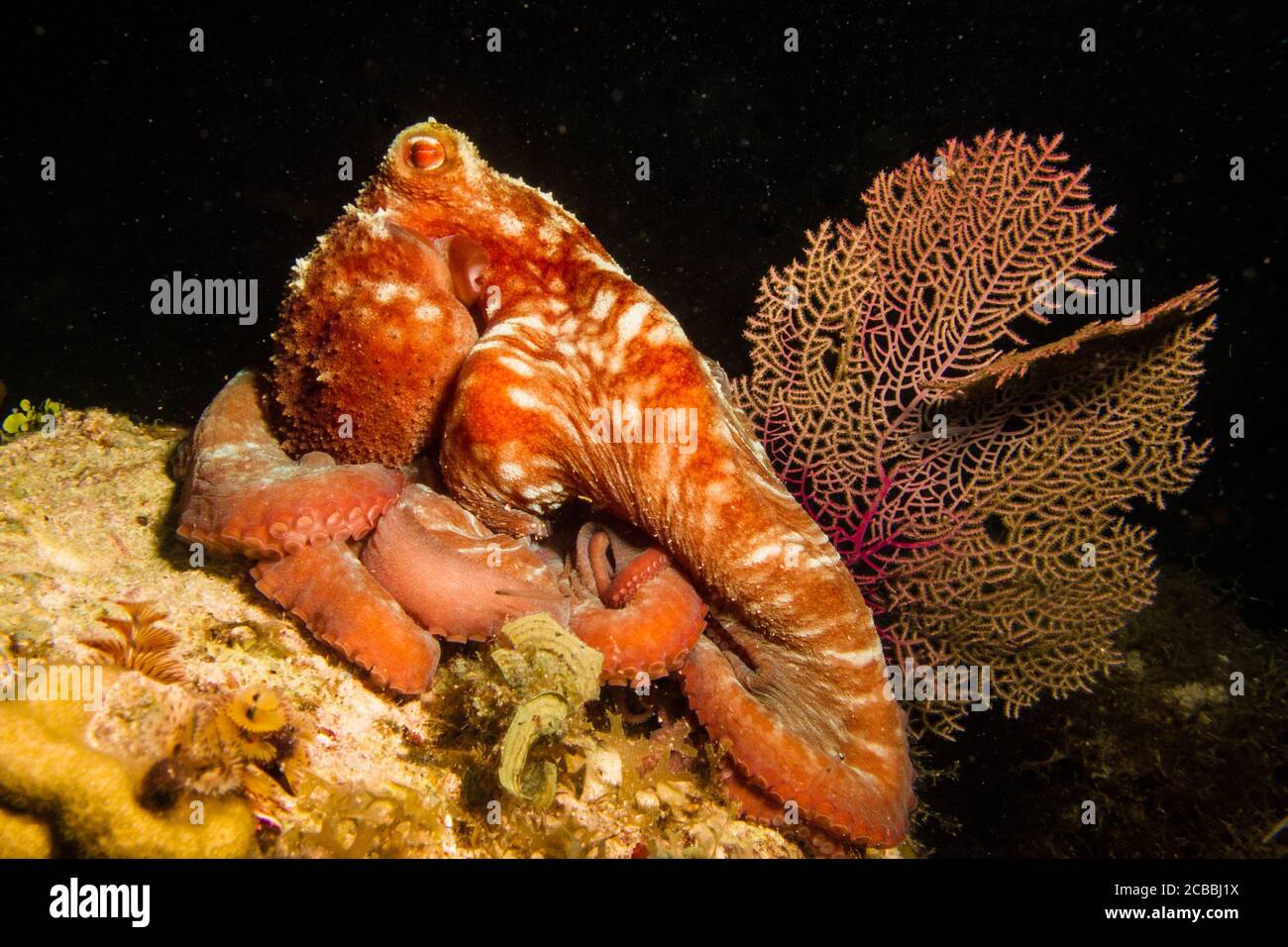 Octopus from the caribbean sea, Riviera Maya, Mexico Stock Photo - Alamy