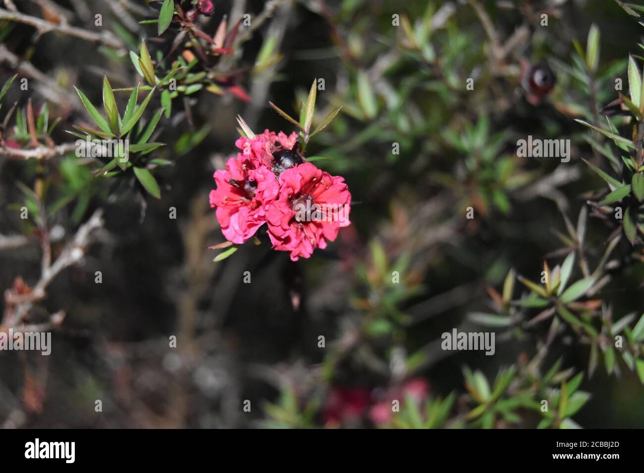 Manuka park hi-res stock photography and images - Alamy