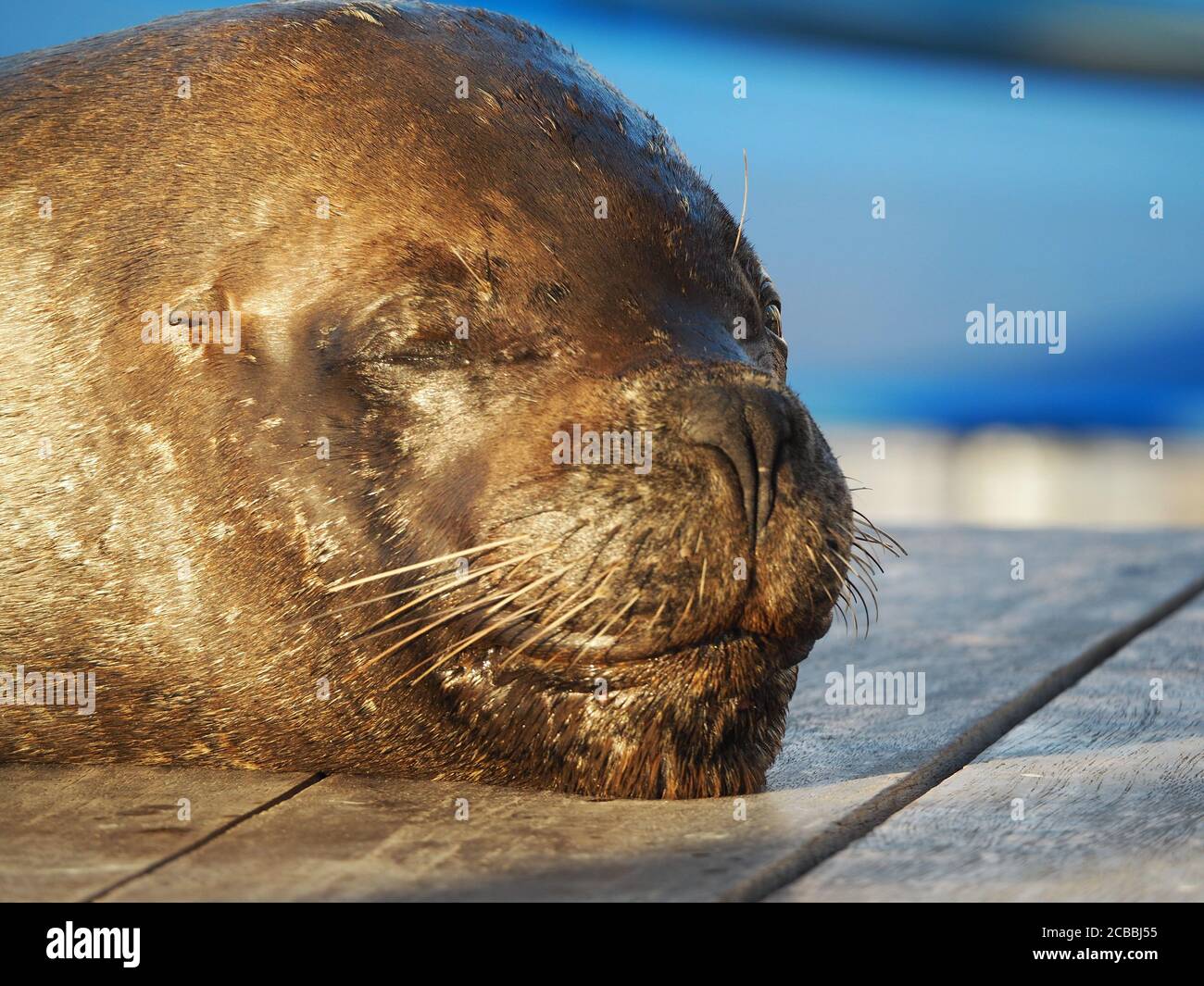 Seals face hi-res stock photography and images - Alamy