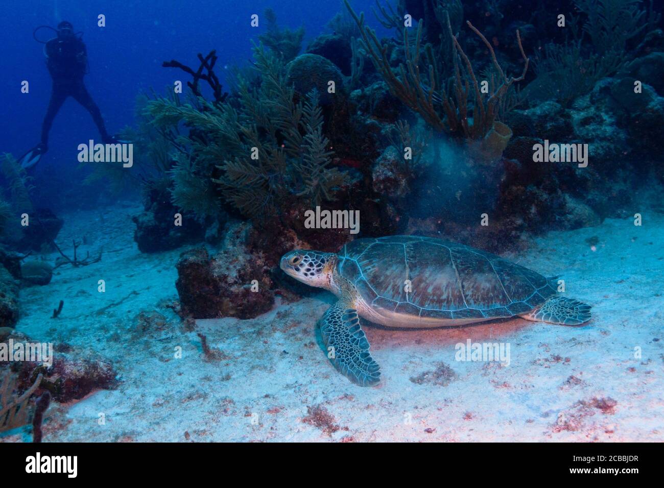 Sea turtle resting in the coral reefs of the caribbean sea, Riviera ...