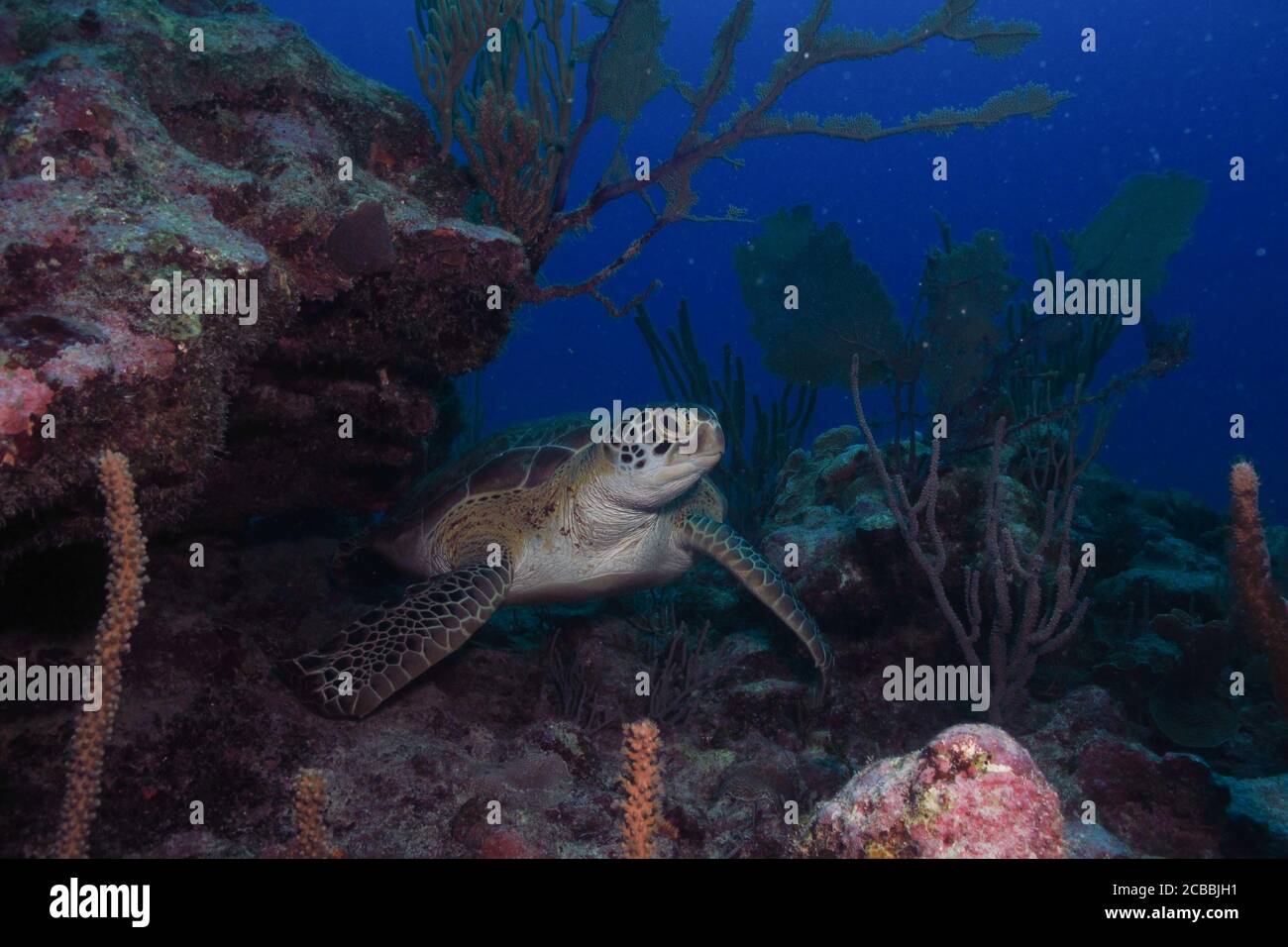 Sea turtle resting in the coral reefs of the caribbean sea, Riviera ...