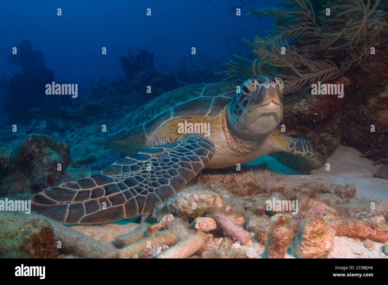 Sea turtle resting in the coral reefs of the caribbean sea, Riviera ...