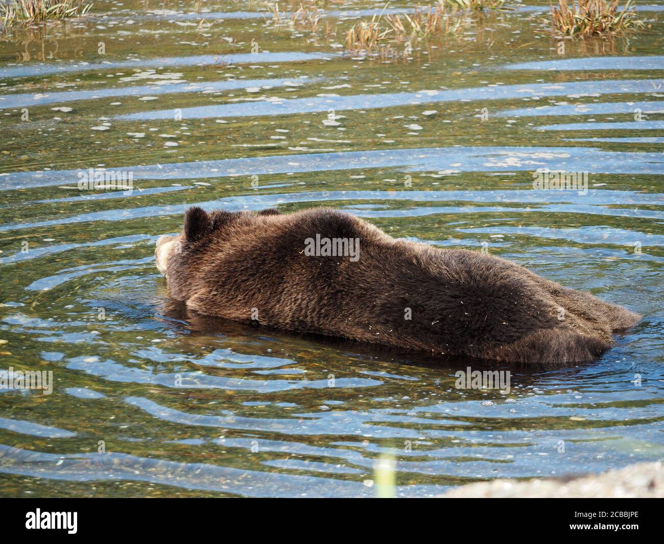 Big brown bear lying on the water Stock Photo - Alamy