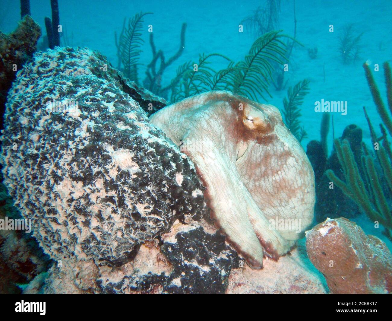 Octopus from the caribbean sea, Riviera Maya, Mexico Stock Photo - Alamy