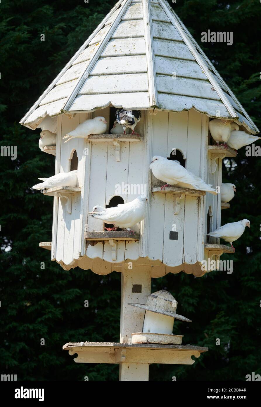 Dovecote with doves, East Yorkshire, England, UK, GB Stock Photo - Alamy