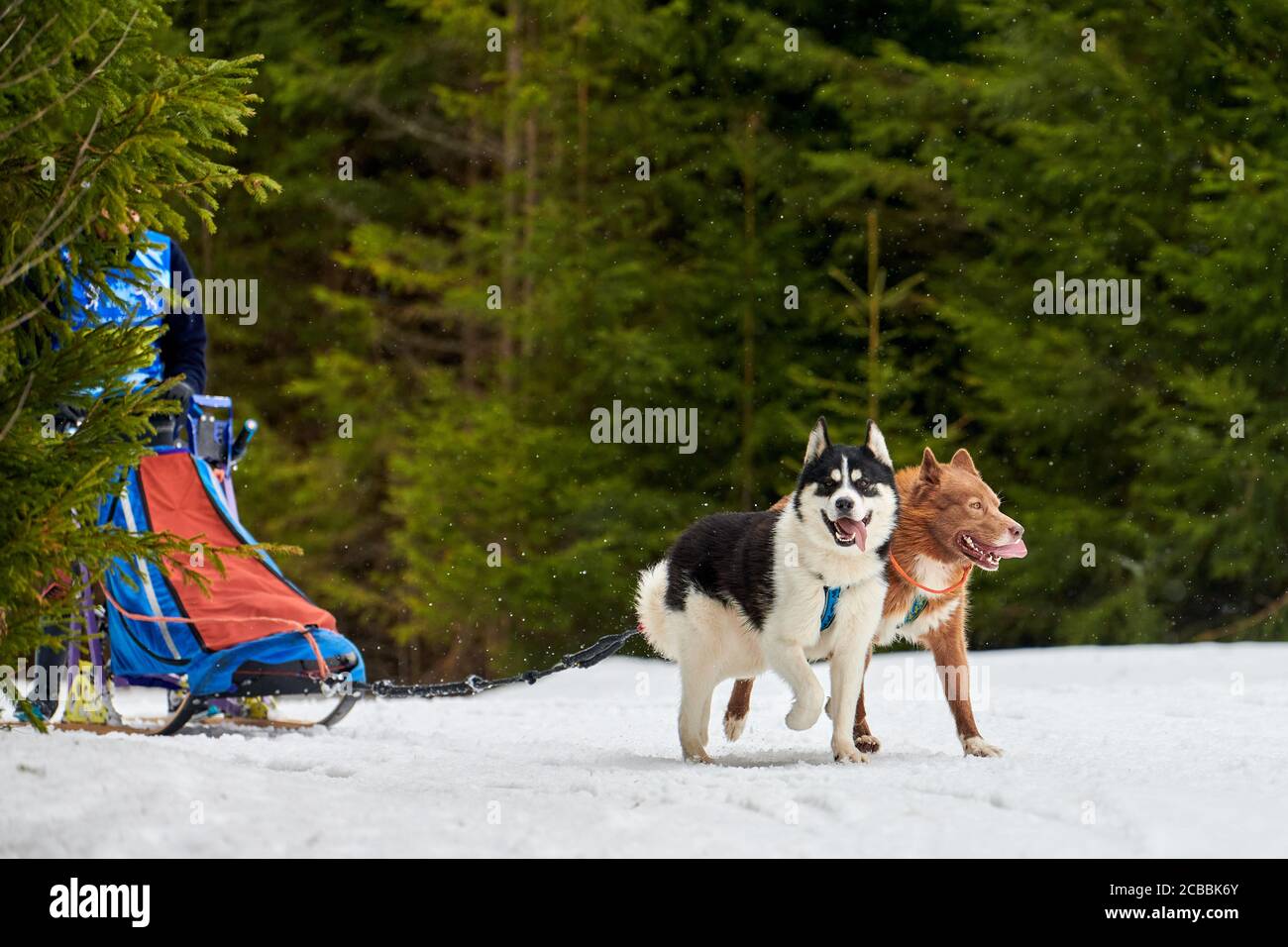 Husky sled dog racing. Winter dog sport sled team competition. Siberian ...