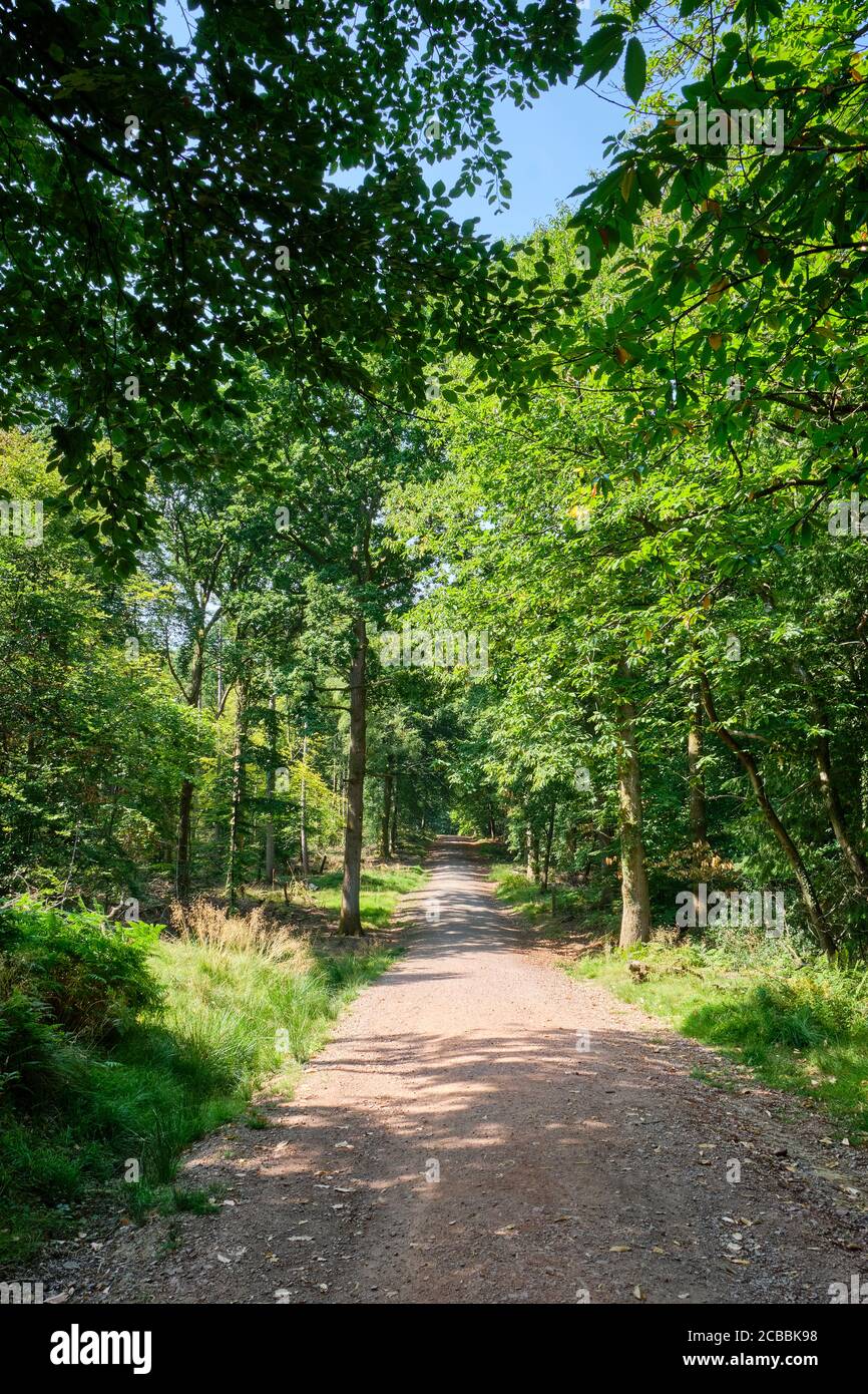 Woodland path through Beechenhurst Woods, near Coleford, Forest of Dean ...